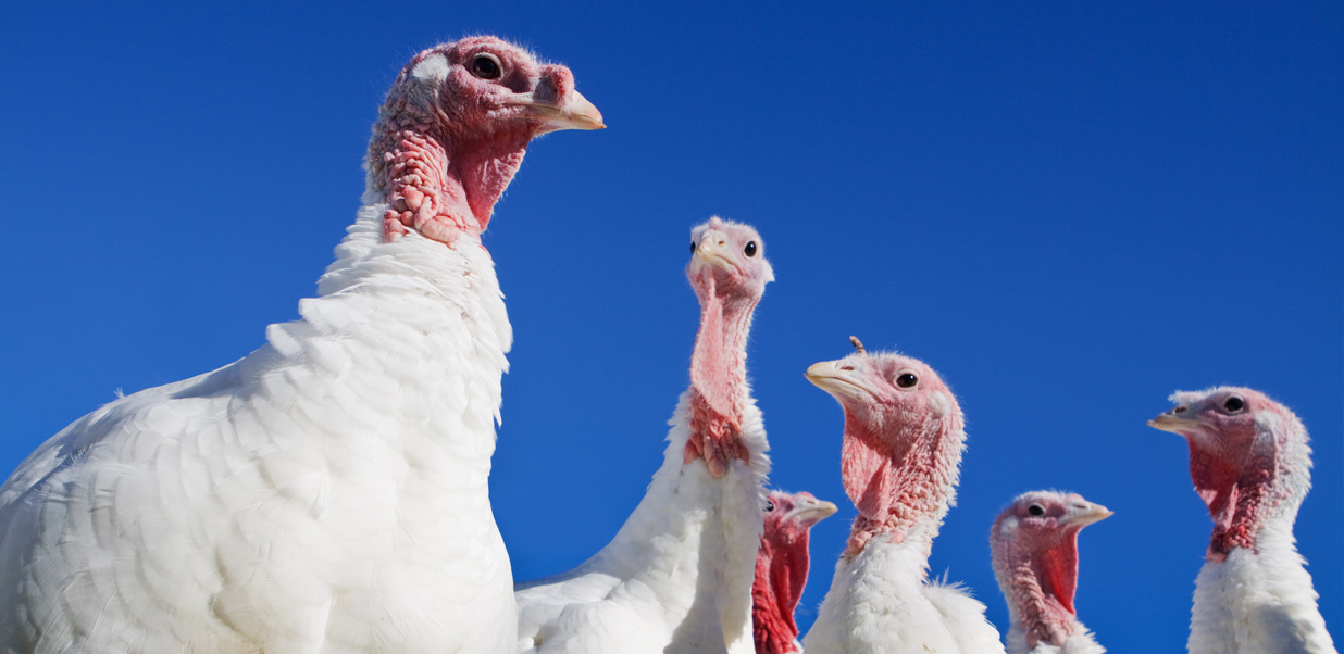 The Total Turkey Revenue for Thanksgiving Turkeys An Analysis of the ...